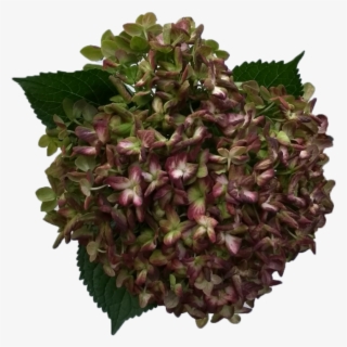 Hydrangea Emerald Antique - Antique Esmeralda Hydrangea PNG Image ...