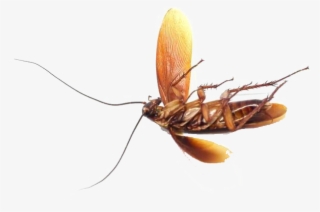 Bed Bug Png Photo - Mosquito PNG Image | Transparent PNG Free Download ...