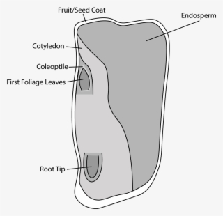 Labelled Corn Seed Illustration - Diagram PNG Image | Transparent PNG ...