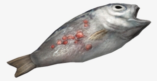 Fish - Marine Biology PNG Image | Transparent PNG Free Download on SeekPNG