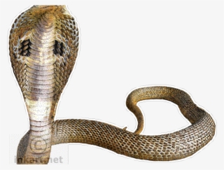 Snek - Illustration PNG Image | Transparent PNG Free Download on SeekPNG