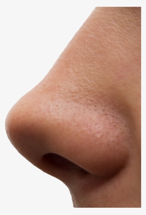 Imagens Nariz PNG Image | Transparent PNG Free Download on SeekPNG