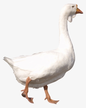Goose - Duck PNG Image | Transparent PNG Free Download on SeekPNG