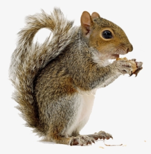 Squirrel Png Hd Transparent Squirrel Hd - Squirrel Png PNG Image ...