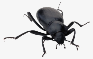 Bug Png Image - Bug Png PNG Image | Transparent PNG Free Download on ...