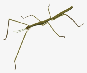 201412 Stick Insect - Portable Network Graphics PNG Image | Transparent ...