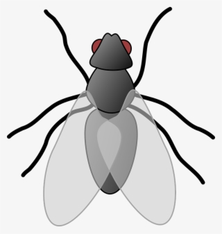 Small - Flies Clipart PNG Image | Transparent PNG Free Download on SeekPNG