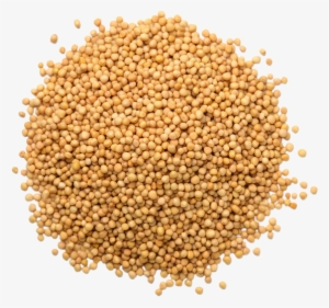 Mustard Seed PNG Image | Transparent PNG Free Download on SeekPNG