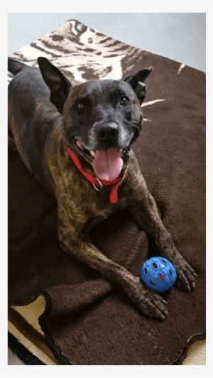 Photo Of Taz - Dog Catches Something PNG Image | Transparent PNG Free ...