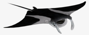 Reef Manta Ray PNG Image | Transparent PNG Free Download on SeekPNG