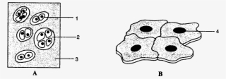 End Of Chapter Exercises - Drawing Of Animal Tissue PNG Image ...