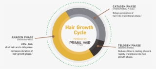 Primal Hair - Circle PNG Image | Transparent PNG Free Download on SeekPNG