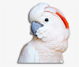 Happy-cockatoo - Cockatoo Png PNG Image | Transparent PNG Free Download ...