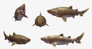 Tiger Shark PNG Image | Transparent PNG Free Download on SeekPNG