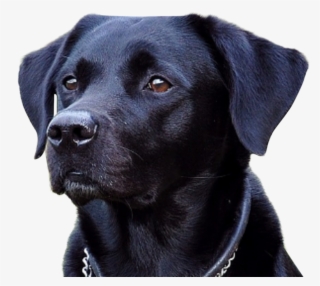 Hoodie Black Lab - Lab A Good Guard Dog PNG Image | Transparent PNG ...