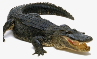 Alligator Clipart Transparent Background - Transparent Background ...