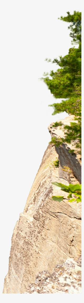 Man Removing Tree Stump Using Stump Grinder - Weeping Willow Tree ...