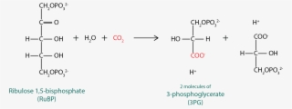 Catalyzed Reaction By The Rubisco - Diagram PNG Image | Transparent PNG ...