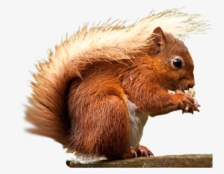 Best Free Squirrel Transparent Png File - Squirrel Tail Png PNG Image ...