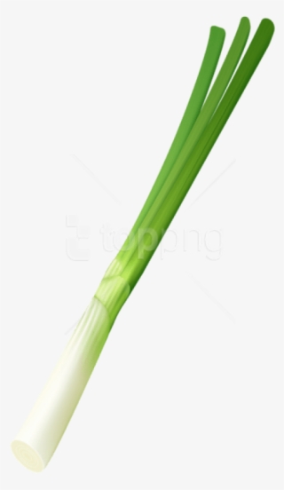 Free Png Download Spring Onion Png Images Background - Pipe PNG Image ...