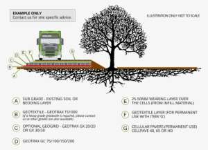 Tree Root Protection Example - Geocell Root Protection PNG Image ...