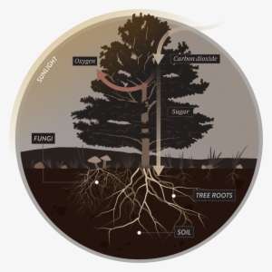 The Fungus Among Us - Tree Root Mycorrhiza PNG Image | Transparent PNG ...