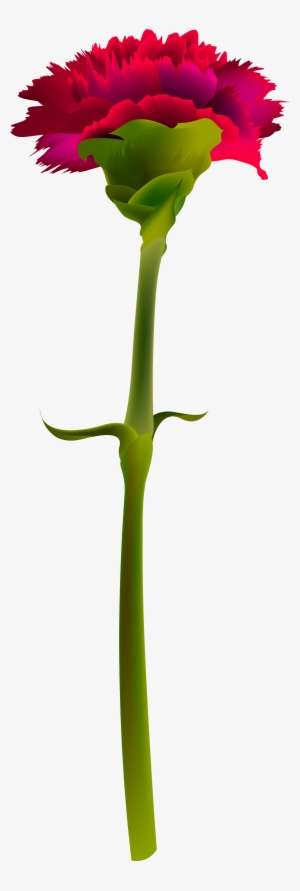 View Full Size - Red Carnation Flower Png PNG Image | Transparent PNG ...
