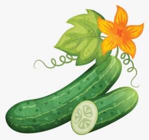 Cucumber - Cucumber Cartoon PNG Image | Transparent PNG Free Download ...