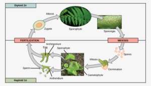 Download Seedless Vascular Plants Reproduction Clipart - Do Seedless ...