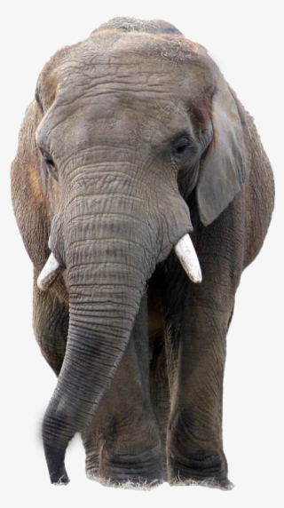 Download Elephant Face - Elephant Transparent Background | Transparent ...
