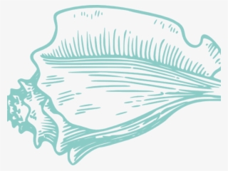 Conch Png - Conch Shell No Background PNG Image | Transparent PNG Free ...