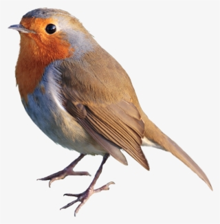 Robin Bird Png PNG Image | Transparent PNG Free Download on SeekPNG