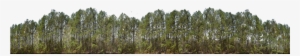 Tree Line Png - Shortleaf Black Spruce PNG Image | Transparent PNG Free ...