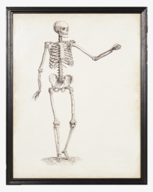 Picture Library Stock This Pair Of Skeletons - Skeleton PNG Image ...