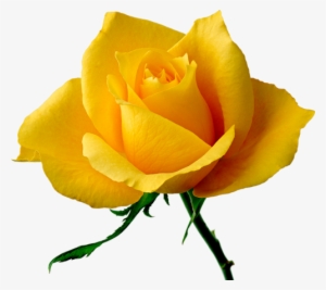 Yellow Rose Flower Png Download - Good Night Yellow Rose PNG Image ...