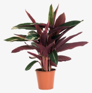 Patch Discount Code - Maranta Leuconeura PNG Image | Transparent PNG ...