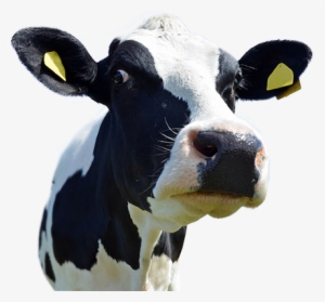 Cow Head Png PNG Image | Transparent PNG Free Download on SeekPNG