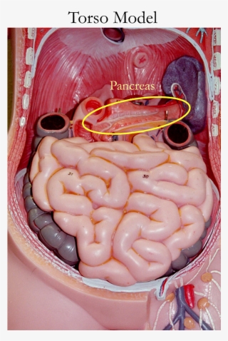 800 X 1100 2 - Pancreas On Human Model PNG Image | Transparent PNG Free ...