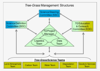 Management And Organizational Structures For Tree-grass, - Diagram PNG ...