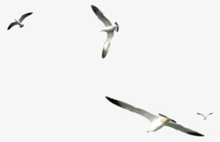 Aves Png - Flock PNG Image | Transparent PNG Free Download on SeekPNG