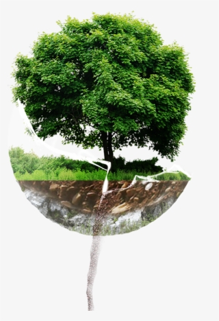 Trees & Grass Png PNG Image | Transparent PNG Free Download on SeekPNG