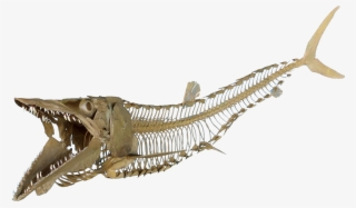 Cimolichthys Sign, Cimolichthys Skeleton - Fish Fossil Png PNG Image ...