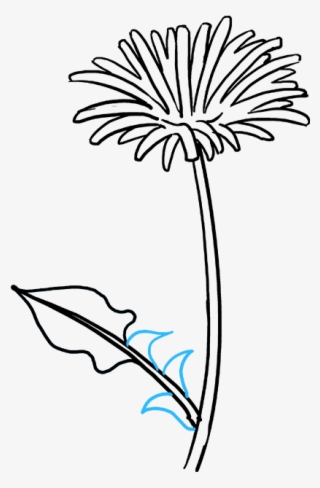 How To Draw Dandelion - Draw A Dandelion PNG Image | Transparent PNG ...