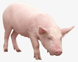 Download - Pig Cop Transparent PNG Image | Transparent PNG Free ...