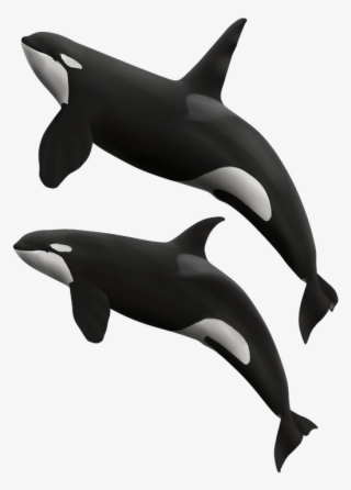 Blue Whale Clipart Orca - Killer Whales Clipart PNG Image | Transparent ...