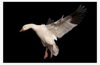 Aflac Today Dfw - Goose PNG Image | Transparent PNG Free Download on ...