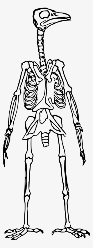 This Free Icons Png Design Of Bird Skeleton Standing PNG Image ...