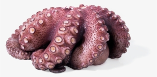 Whole Octopus Block - Octopus Mimus Pulpo PNG Image | Transparent PNG ...