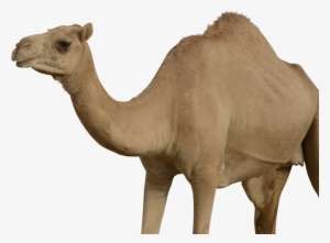 Camel - Minecraft Camel PNG Image | Transparent PNG Free Download on ...