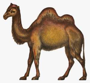 Camels Clipart Kabubi - Bactrian Camel PNG Image | Transparent PNG Free ...